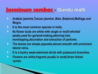 Production technology of jasmine 2-1.pptx