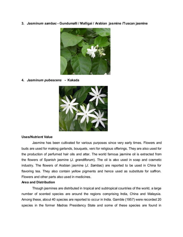 Jasmine | PDF