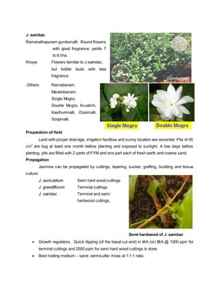 Jasmine | PDF