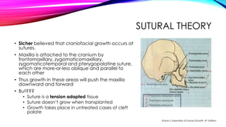 growth and development of maxilla | PPTX