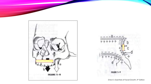 growth and development of maxilla | PPTX | Bone and Joint Conditions ...