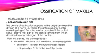 growth and development of maxilla | PPTX