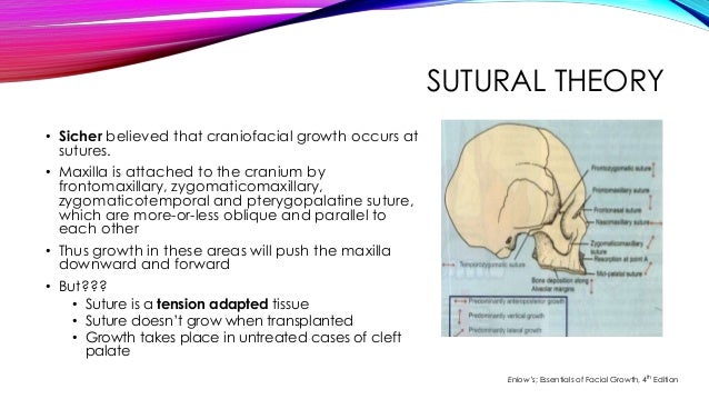 Frontomaxillary Suture