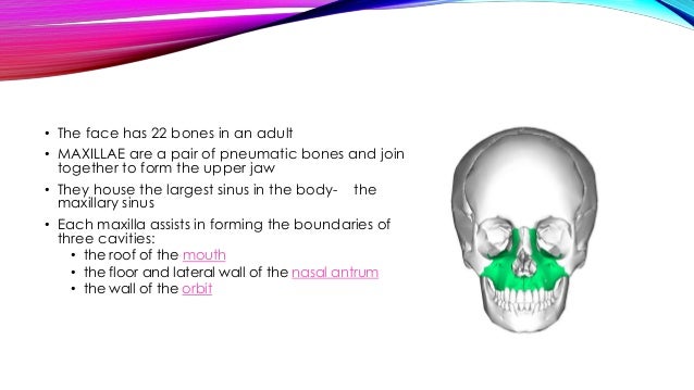 growth and development of maxilla