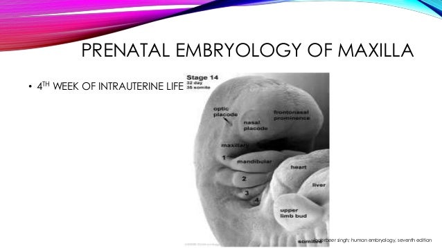 growth and development of maxilla