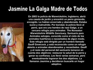 Jasmine perra madre | PPS