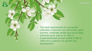jasmine | PPT