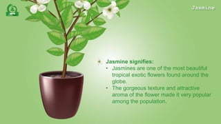 jasmine | PPTX