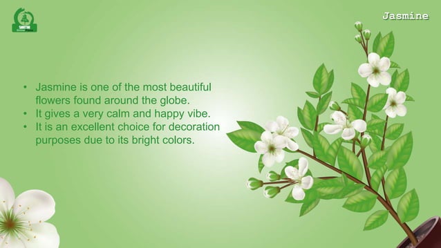jasmine | PPT