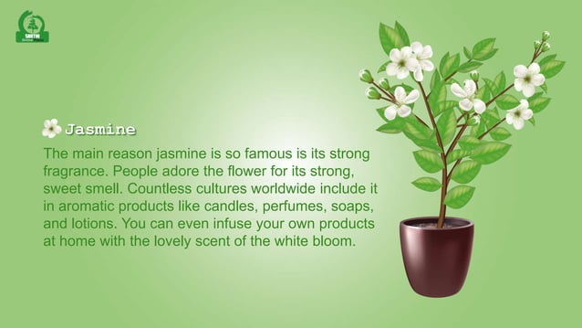 jasmine | PPTX
