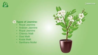 jasmine | PPTX