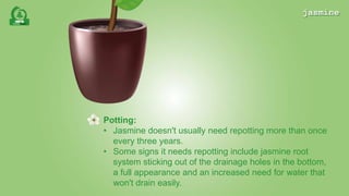 jasmine | PPTX