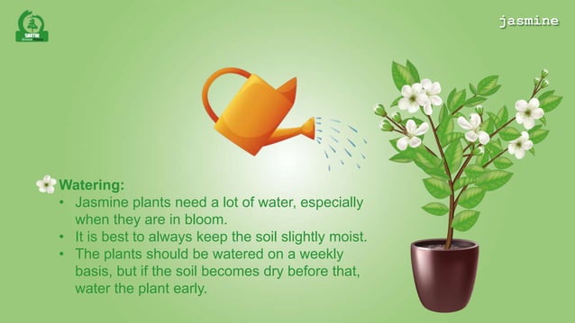 jasmine | PPTX