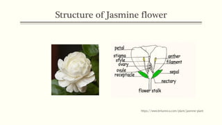 Flower as Medicine: Jasmine and Jasmine Tea | PPT