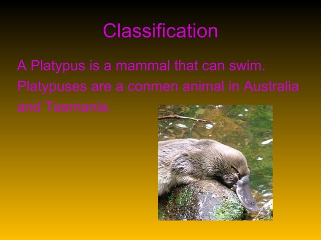 Jasmin k the platypus | PPT