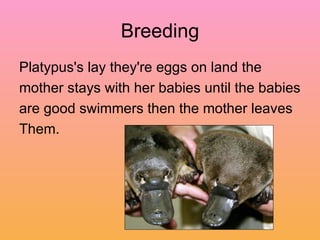 Jasmin k the platypus | PPT
