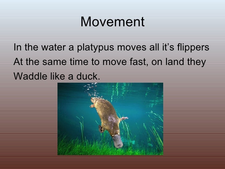 Jasmin k the platypus