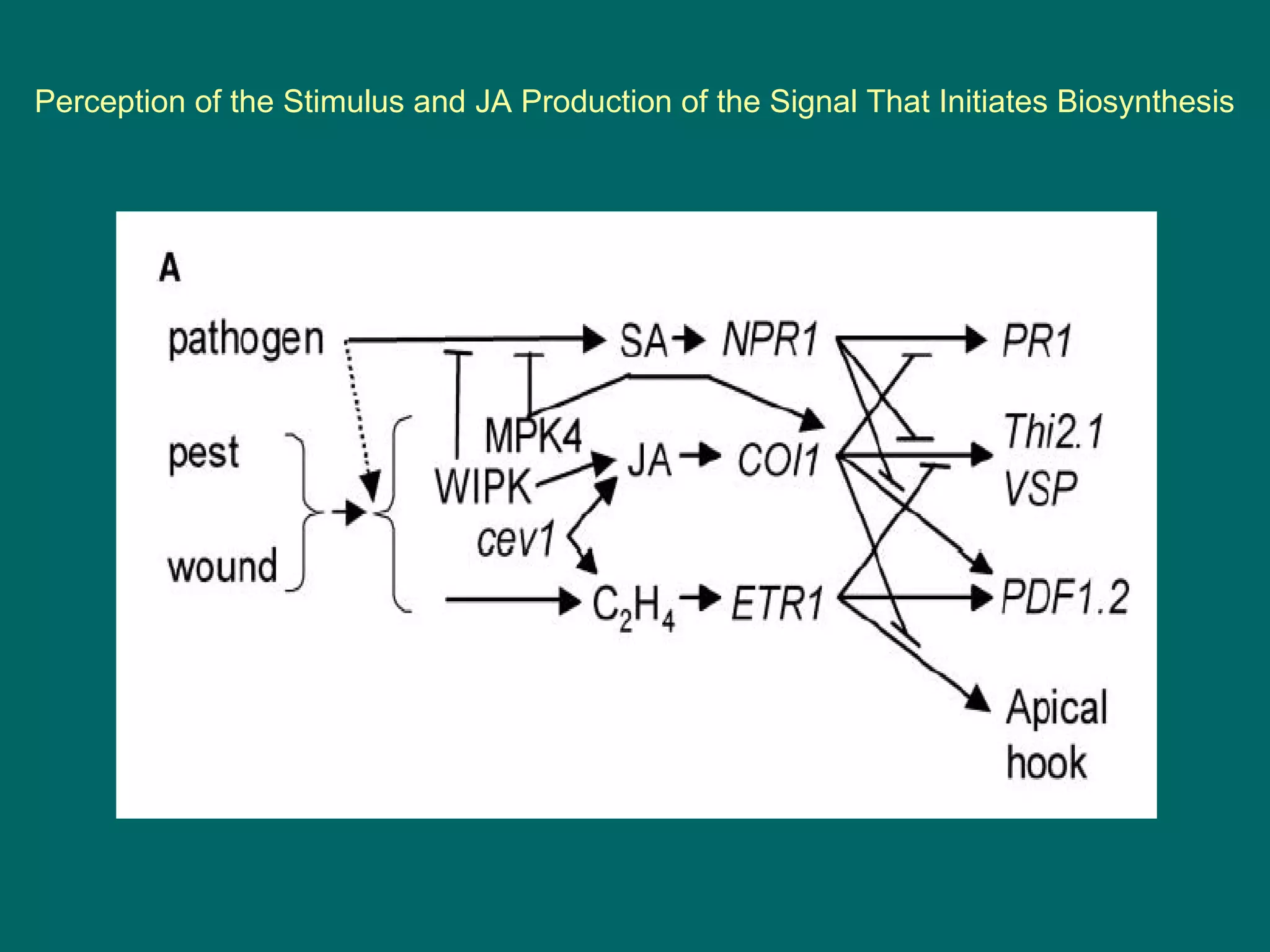 role of Jasmonate against insect herbivore | PPT