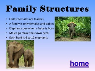 Jason - Asian elephants | PPT