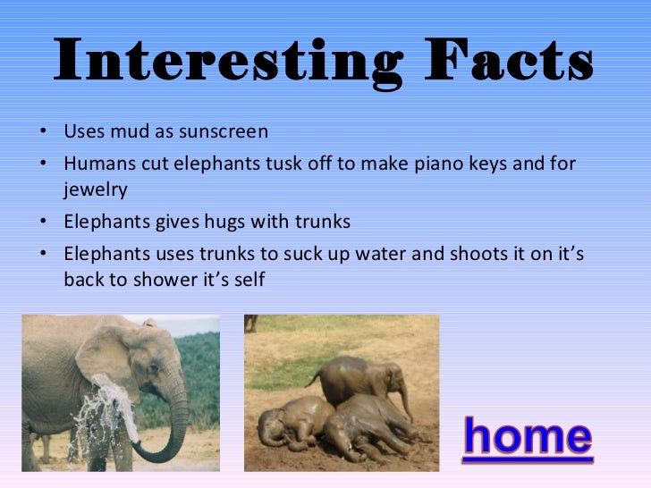 Jason Asian Elephants jason-asian-elephants