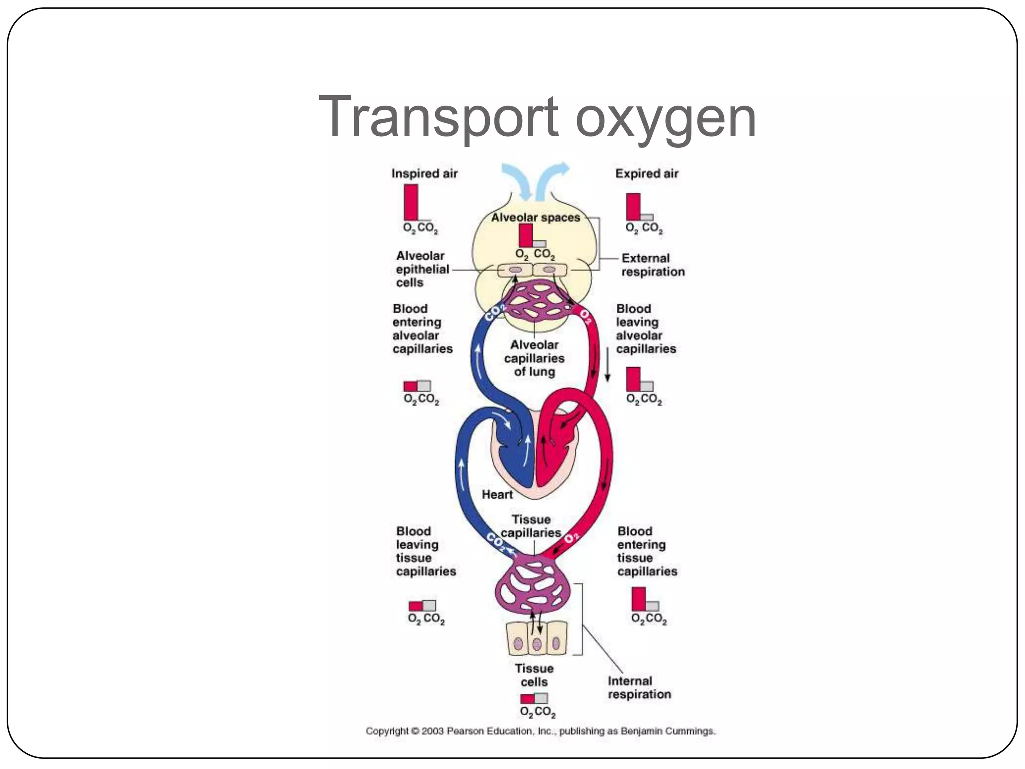 Jason Godo biology 120 chapter 2 presentation hematic system | PPTX