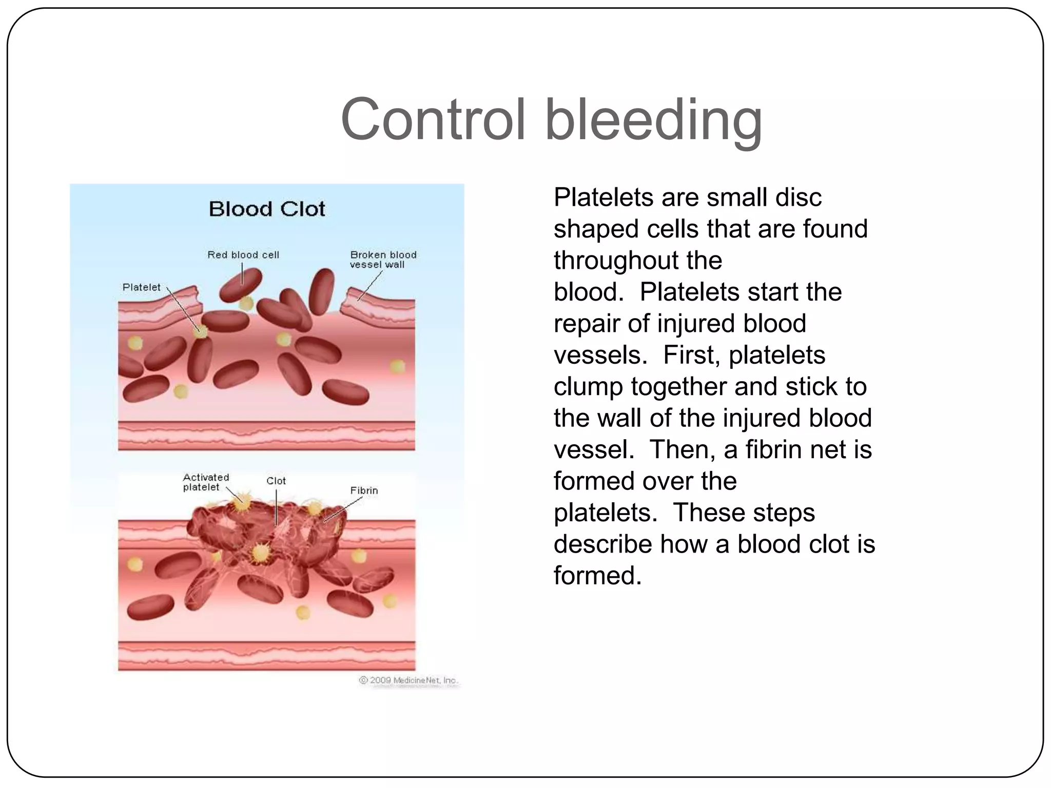 Jason Godo biology 120 chapter 2 presentation hematic system | PPTX