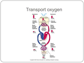 Jason Godo biology 120 chapter 2 presentation hematic system | PPTX