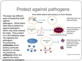 Jason Godo biology 120 chapter 2 presentation hematic system | PPTX