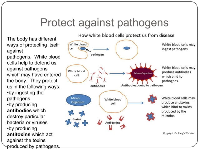 Jason Godo biology 120 chapter 2 presentation hematic system | PPTX