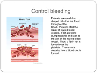 Jason Godo biology 120 chapter 2 presentation hematic system | PPT