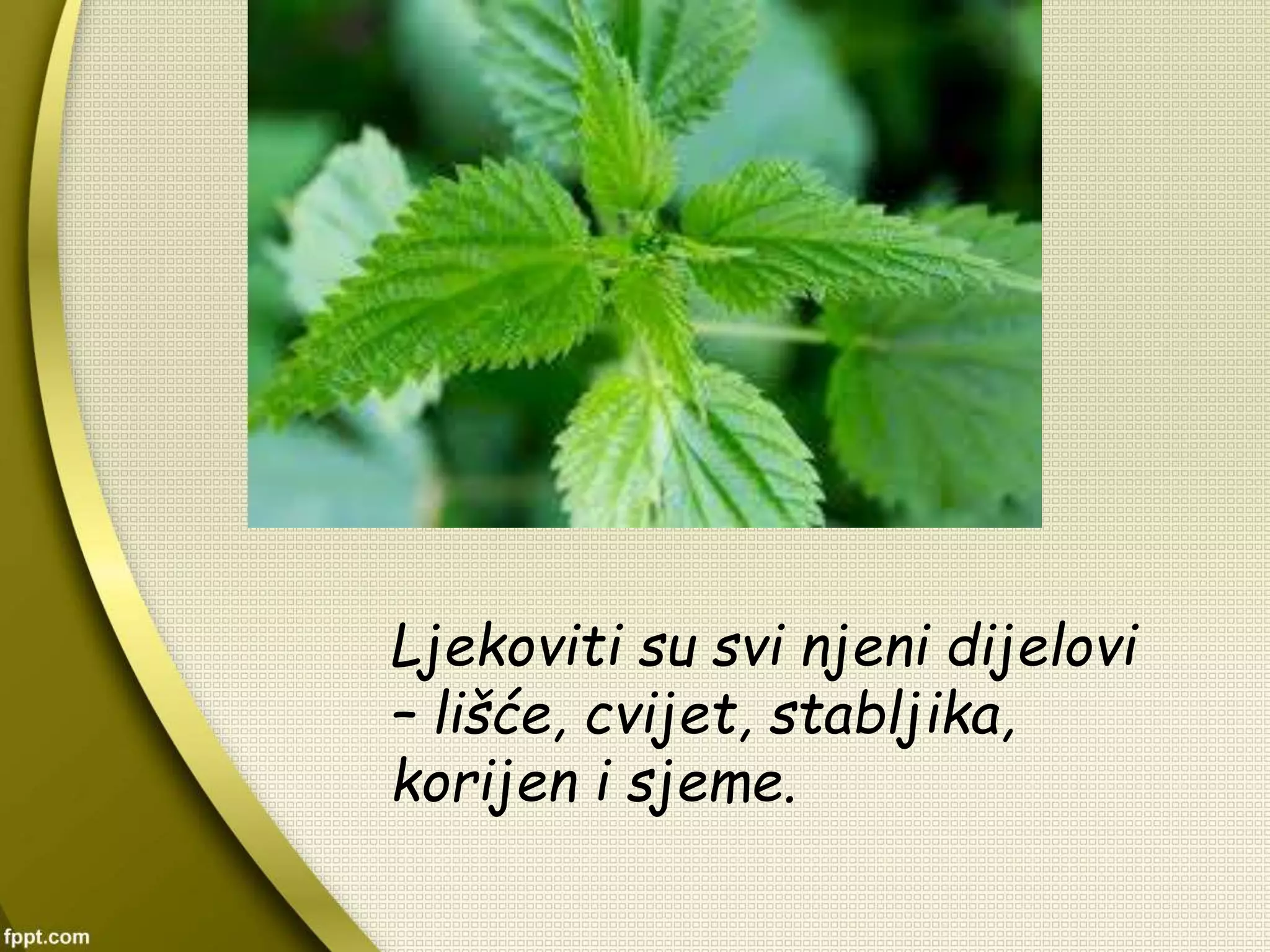 Ljekovito bilje | PPTX