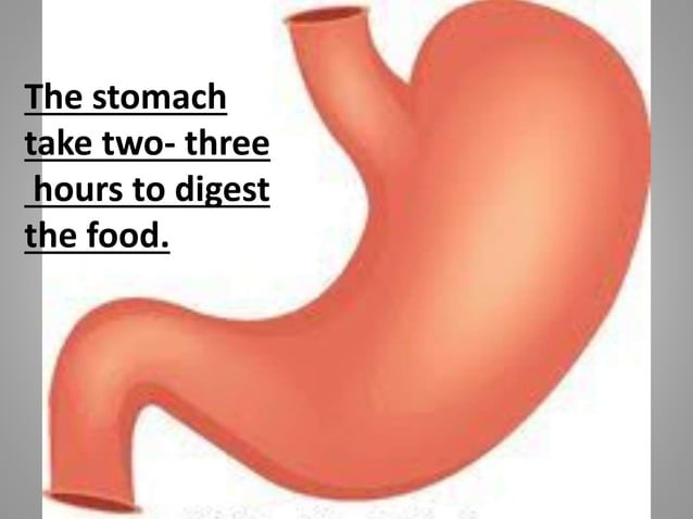 Digestion EVS presentation | PPT