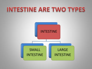 Digestion EVS presentation | PPTX