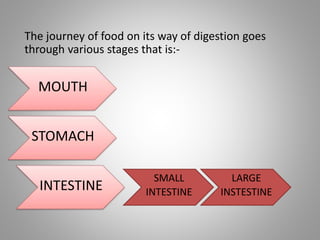 Digestion EVS presentation | PPTX