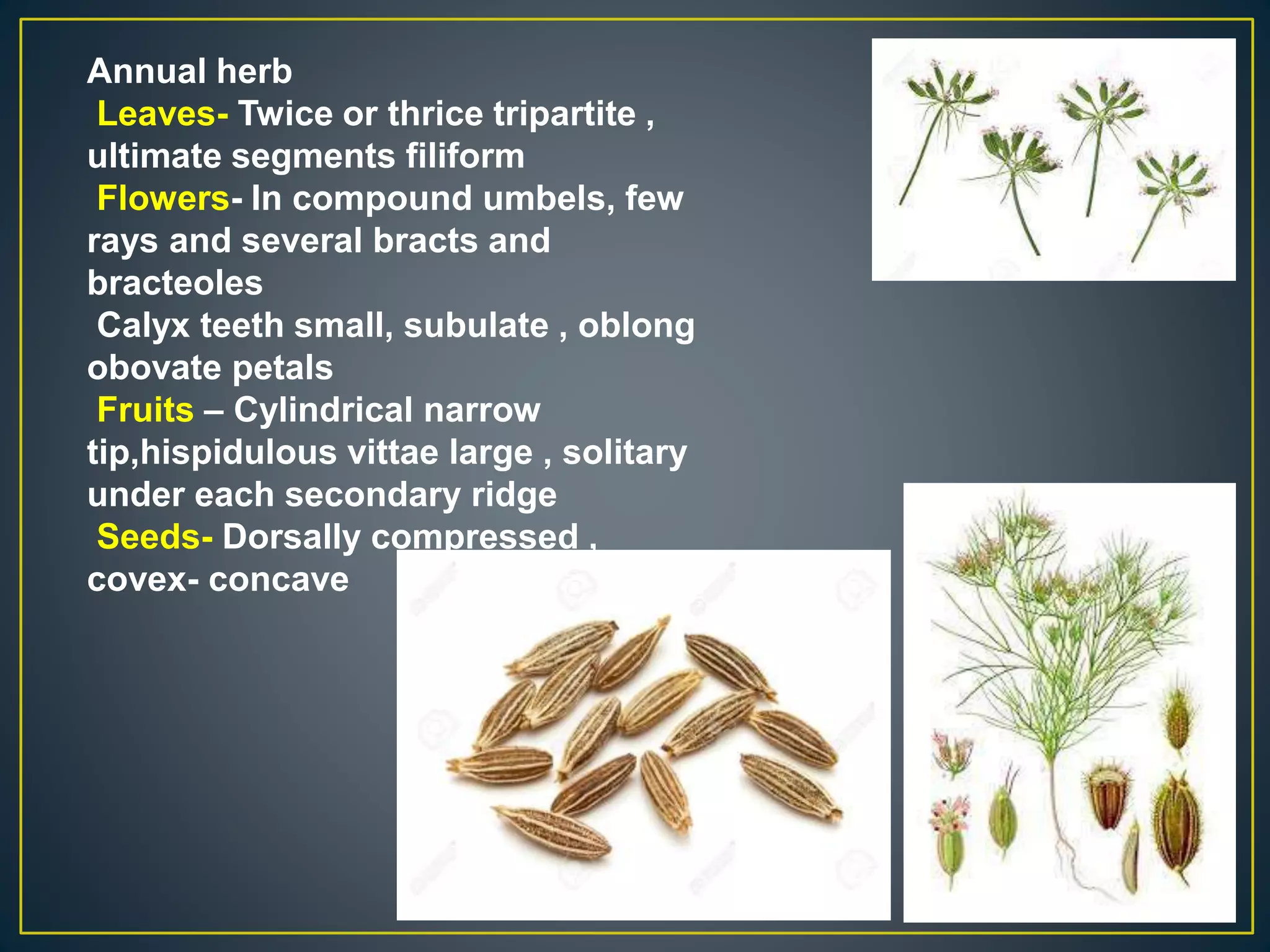 Jatamansi Jatiphala- Jeeraka dwaya | PPTX