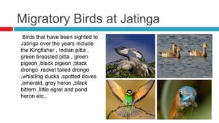 Jatinga | PPTX