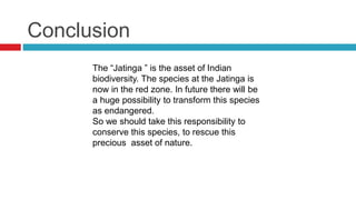 Jatinga | PPTX