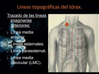 Jaula toracica parrilla condrocostal, musculos del tronco, mediastino ...
