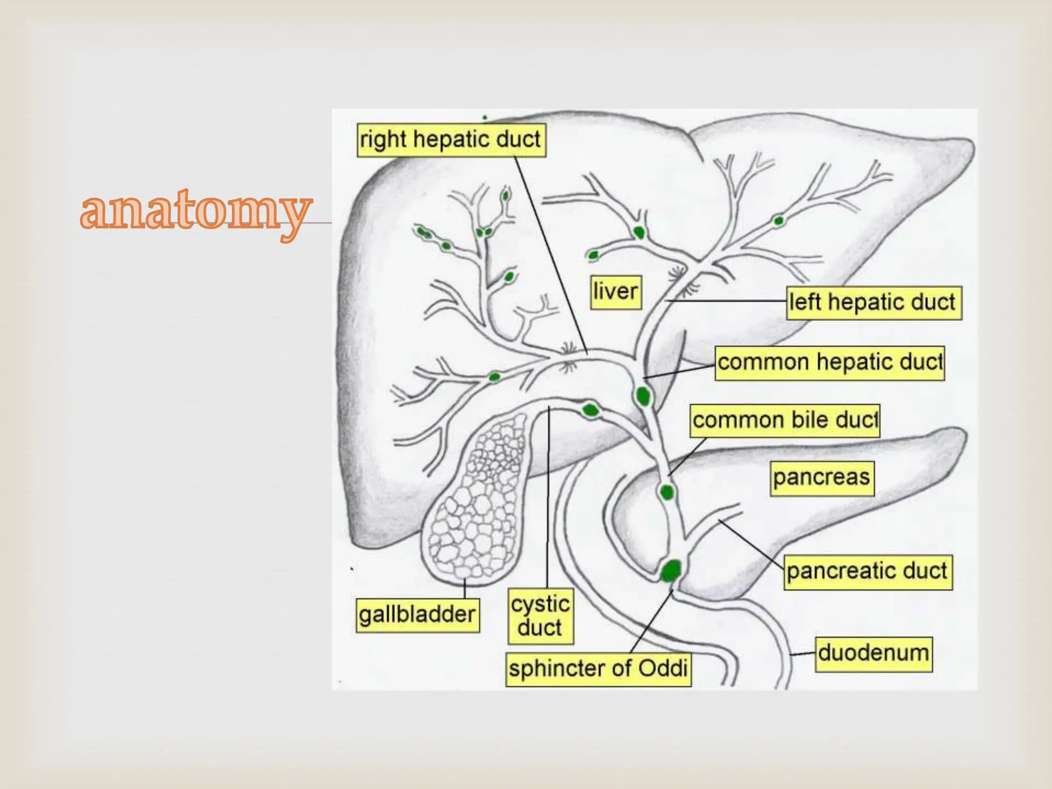 jaundice-(three types)- pre hepatic, hepatic , post hepatic | PDF