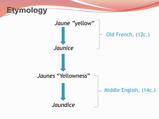 Jaundice | PPTX