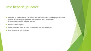 Jaundice | PPTX | Digestive Disorders | Diseases and Conditions