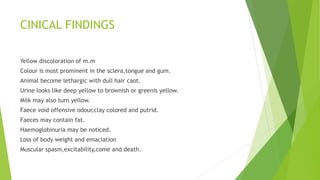 Jaundice | PPT