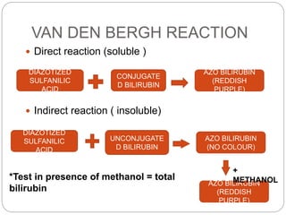 Jaundice | PPTX | Blood Disorders | Diseases and Conditions