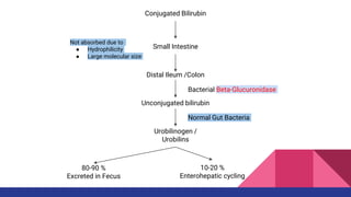 Jaundice-approach,DD,management,other investigation.pptx