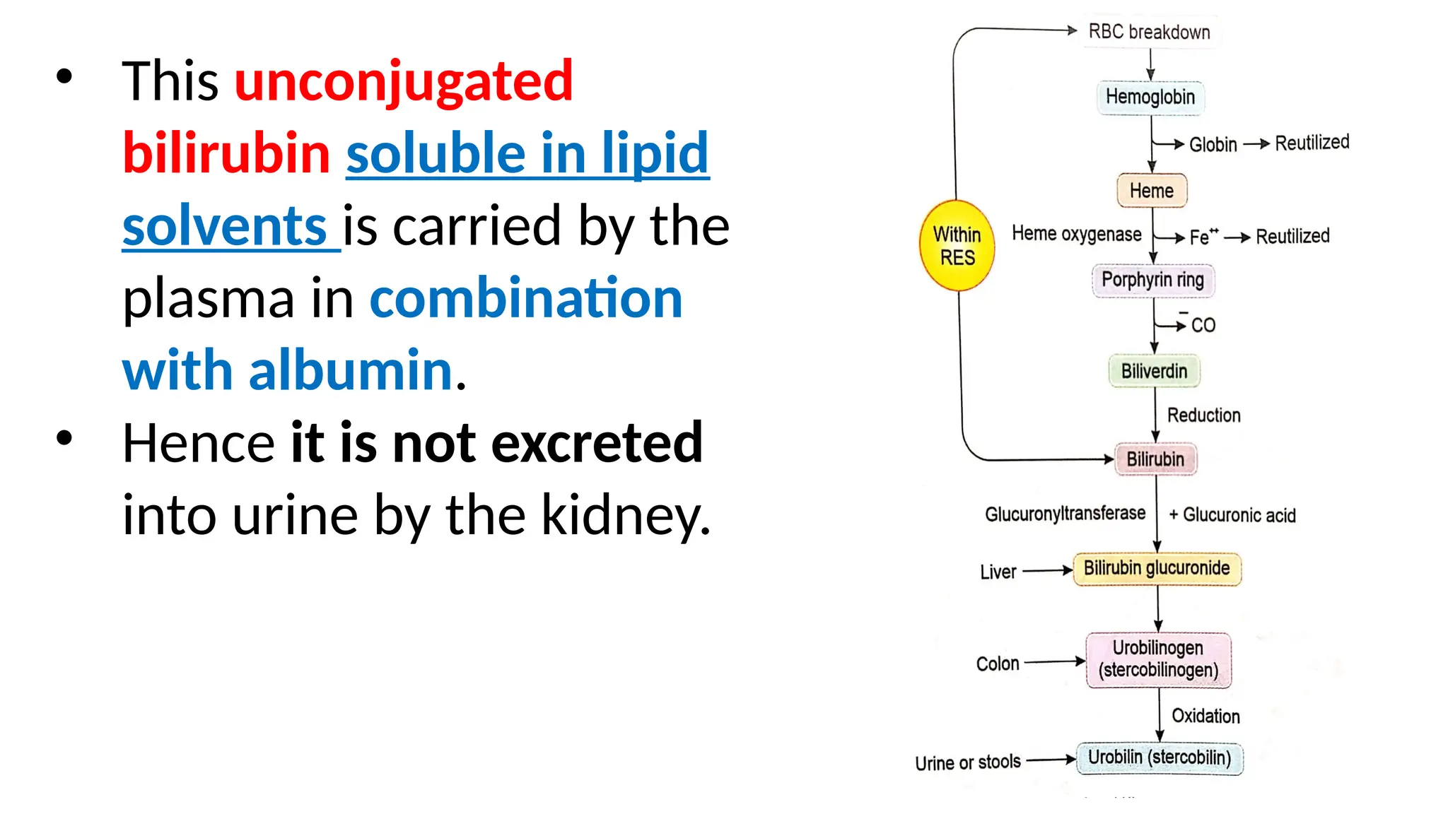 PATHOPHYSIOLOGY OF JAUNDICE AND ITS TYPES.pptx