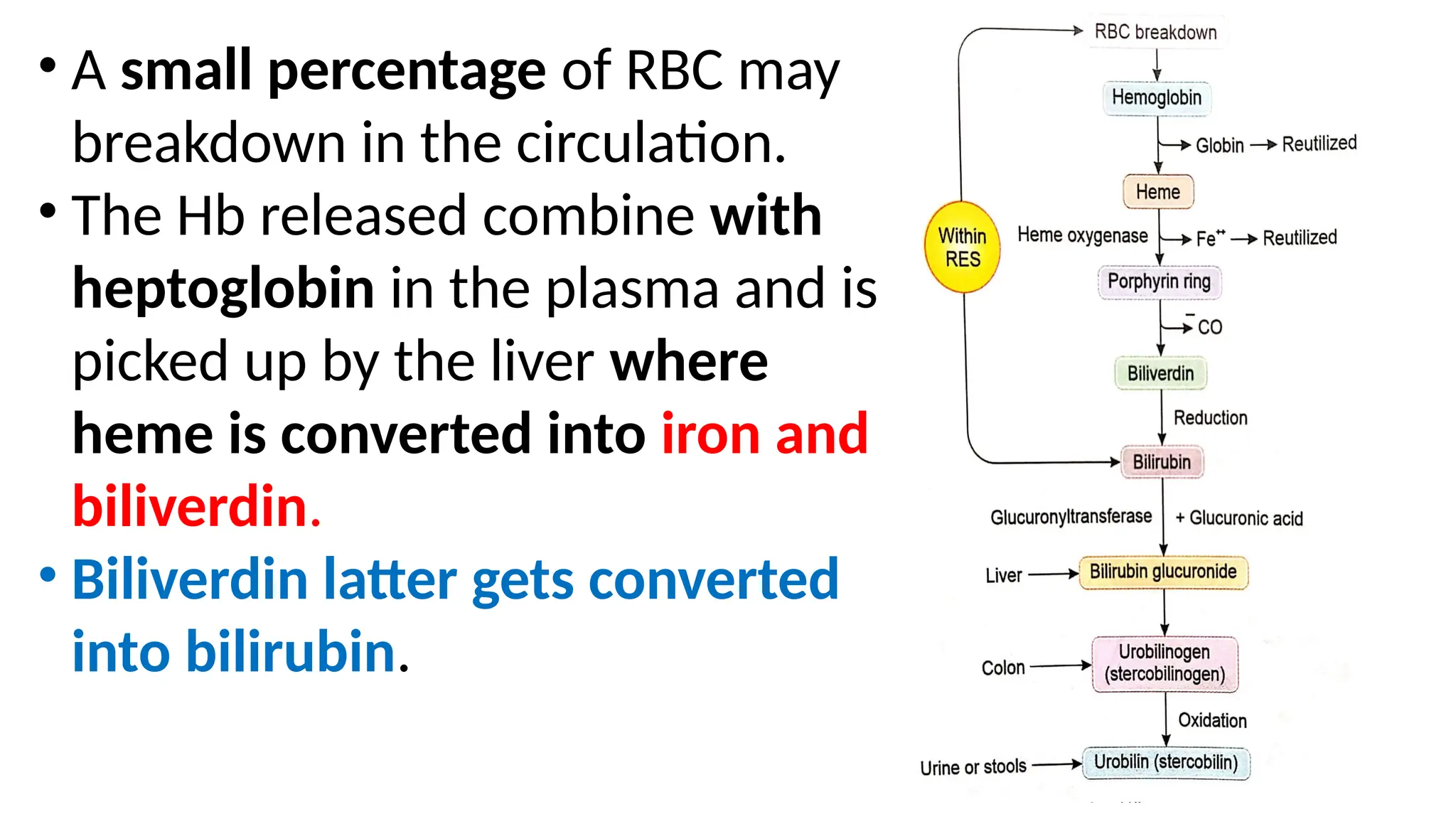 PATHOPHYSIOLOGY OF JAUNDICE AND ITS TYPES.pptx