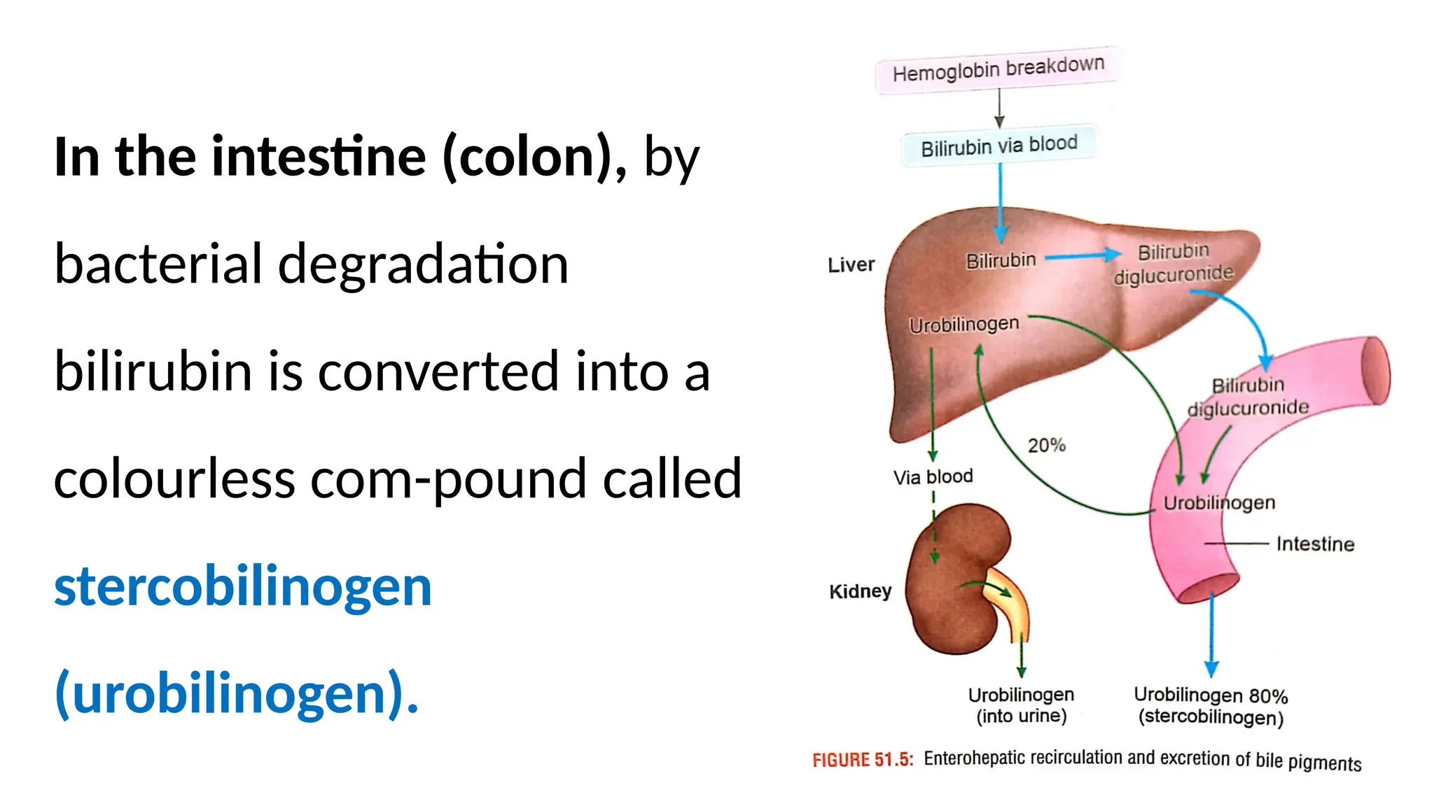 PATHOPHYSIOLOGY OF JAUNDICE AND ITS TYPES.pptx