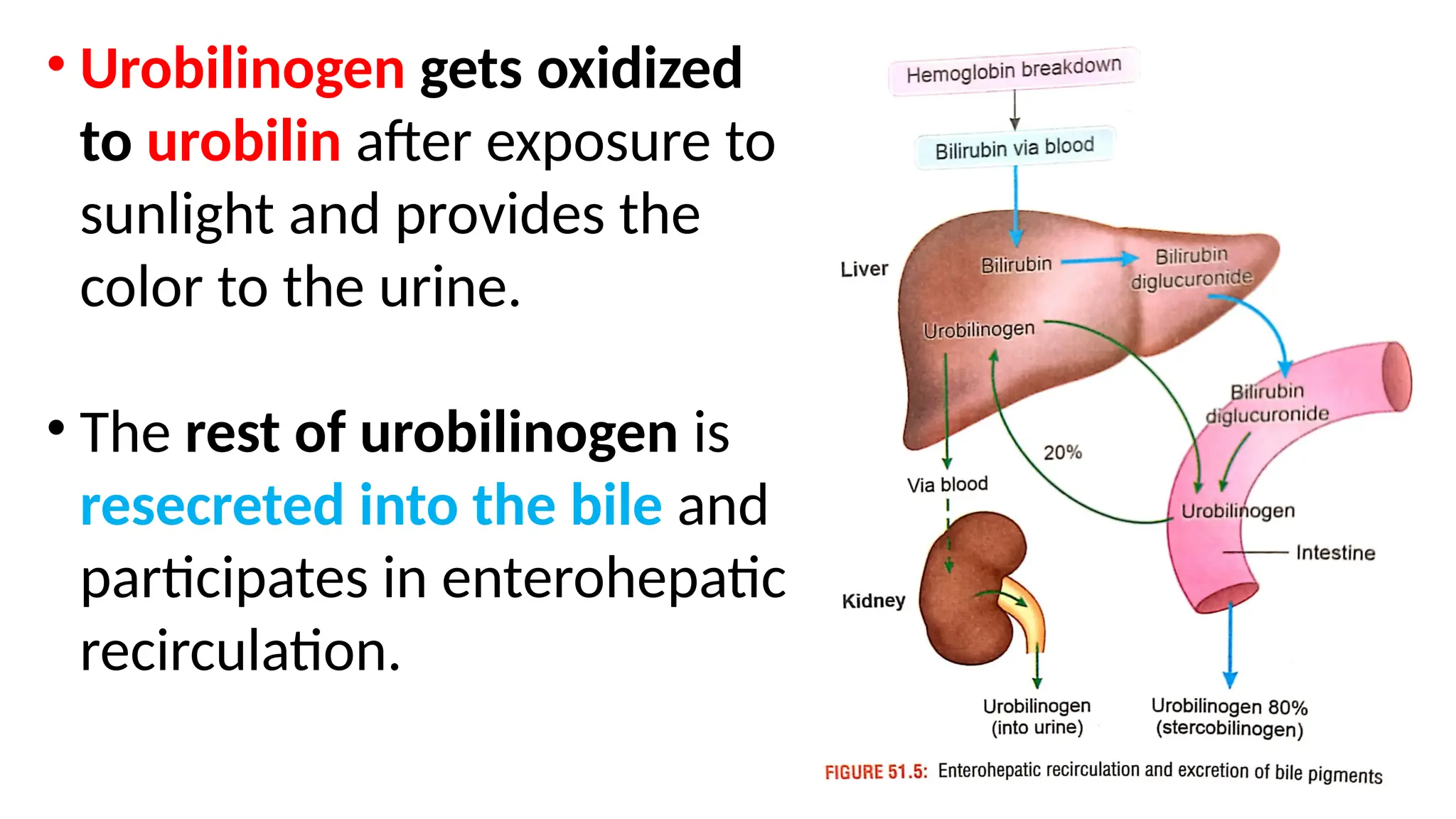 PATHOPHYSIOLOGY OF JAUNDICE AND ITS TYPES.pptx