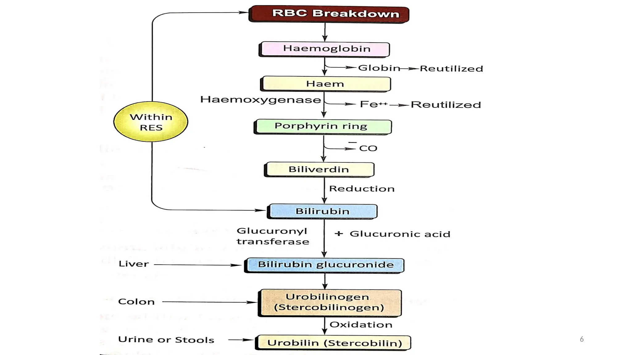 Neonatal Jaundice Pathophysiology Flow Chart