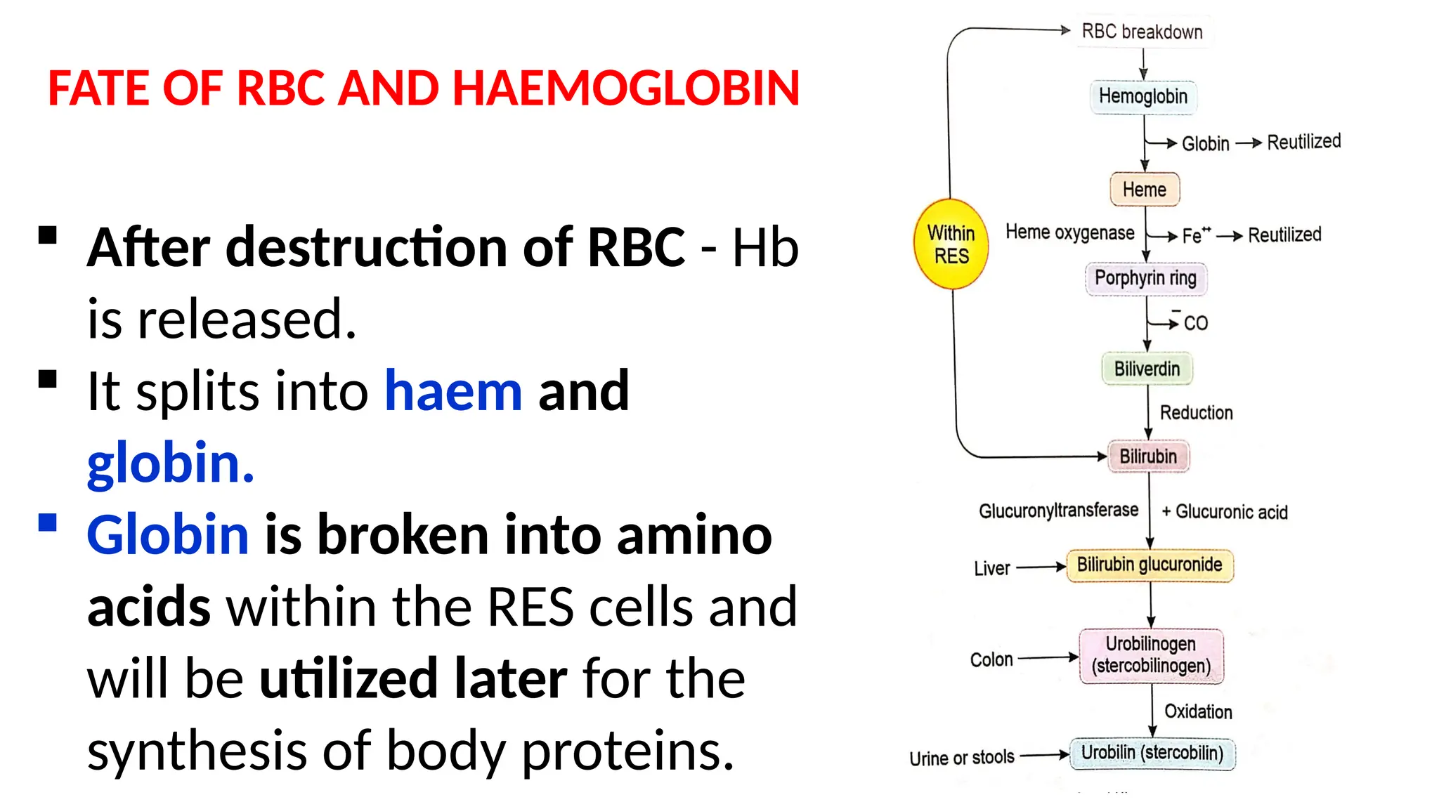 PATHOPHYSIOLOGY OF JAUNDICE AND ITS TYPES.pptx